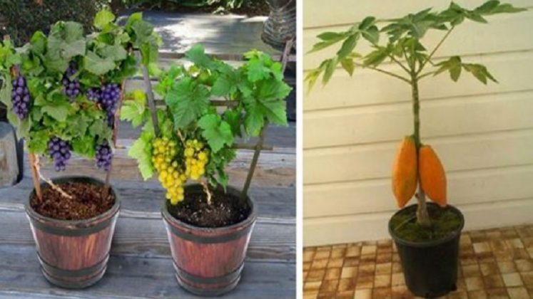 Des jardiniers nous dévoilent 7 fruits qu'on peut faire pousser dans la ...