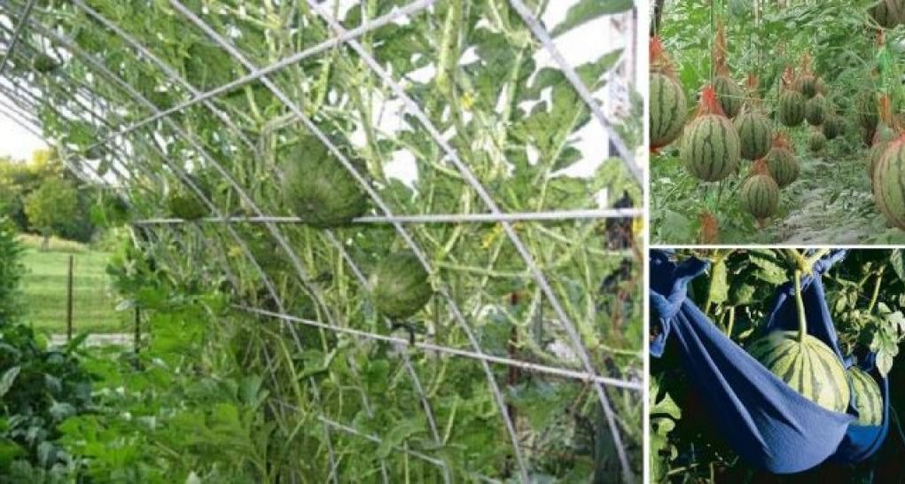 Voici tout ce qu'il faut savoir pour cultiver les courgettes dans une ...