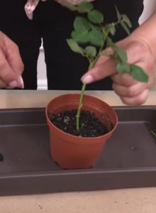 Une technique simple et facile pour multiplier vos roses et vos rosiers